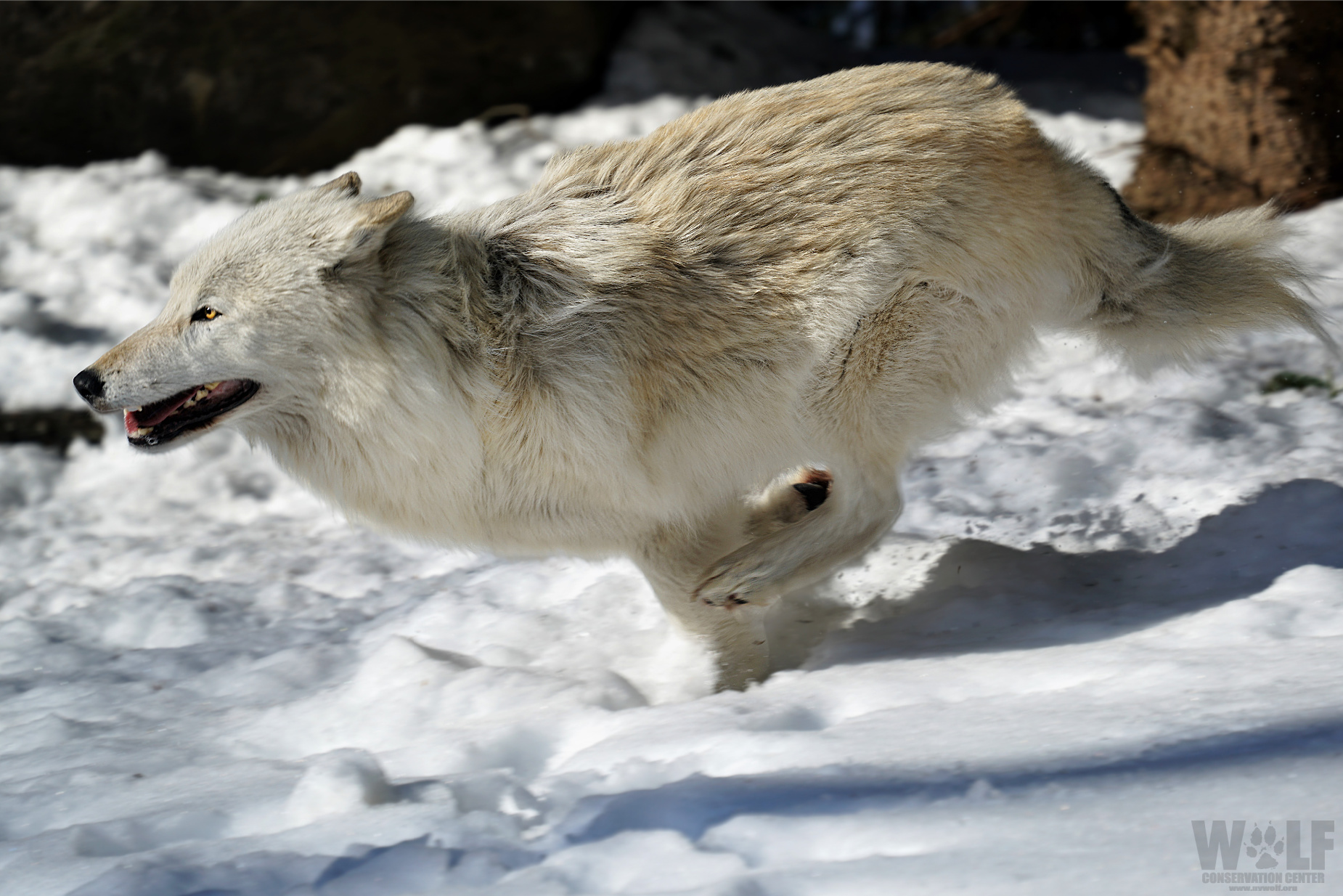 White Wolves Hunting