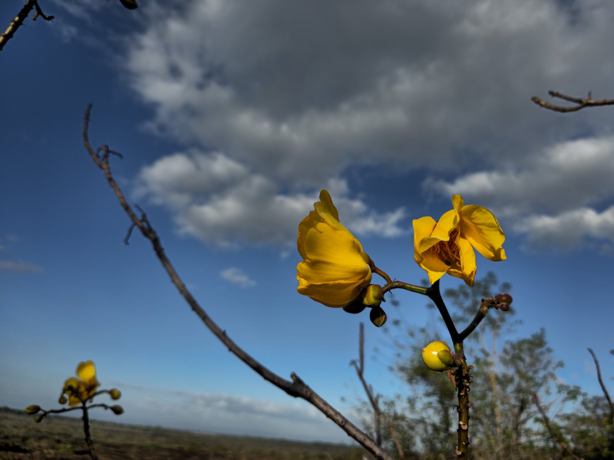 3Tech on Twitter: "😀🌻📷 Samsung Galaxy S23 Ultra https://instagram.com/p/Cn-ySkoNpNh/?igshid ...