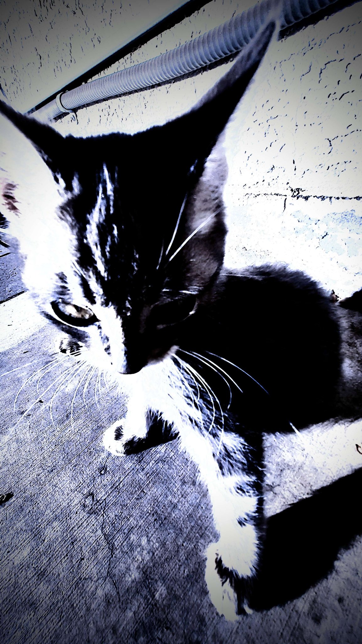 chaotic cats on Twitter: "villain stance https://t.co/tW0iYQgsqM" / Twitter