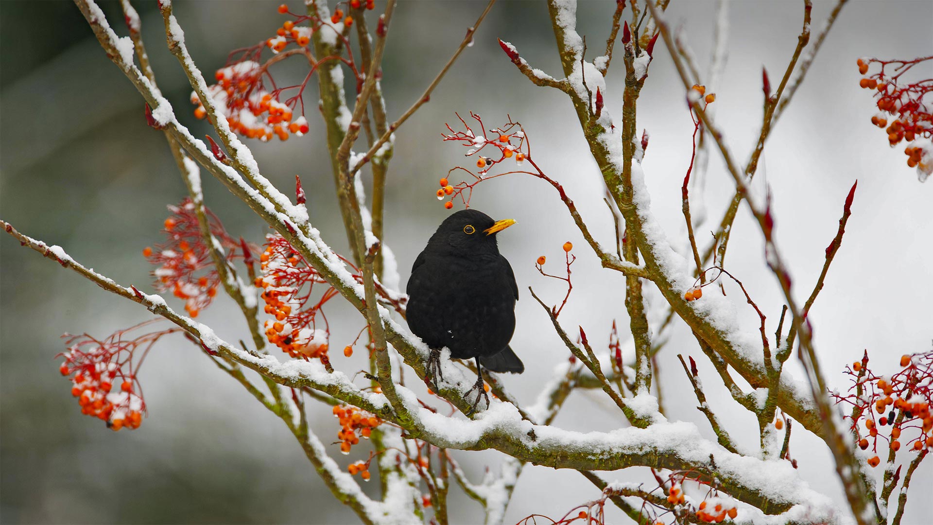 H24 NET on Twitter: "Blackbird in Essex, England The end of January in the Northern Hemisphere ...