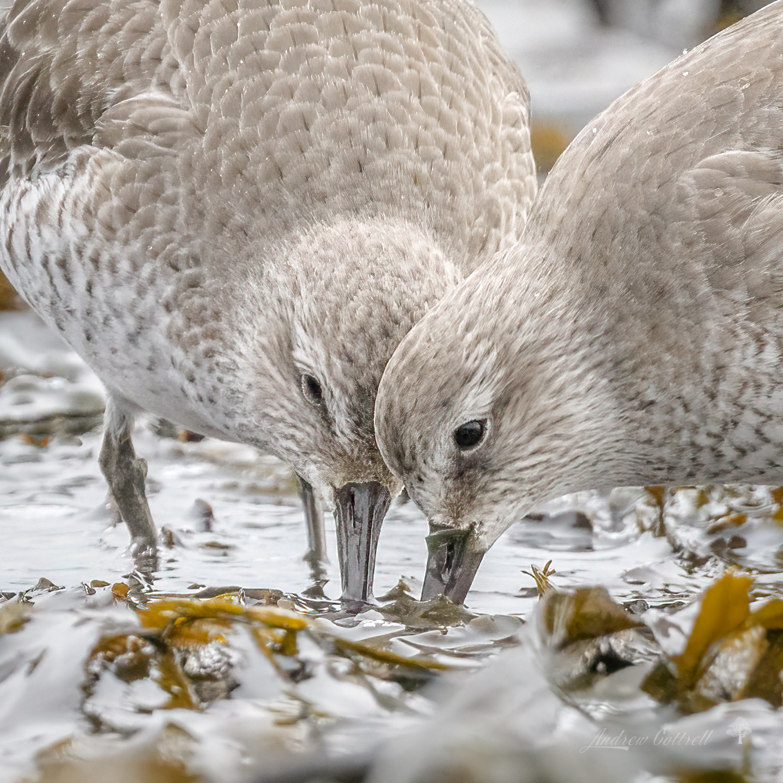 Filey Bird Observatory and Group – Recording And Studying of Filey’s Birds