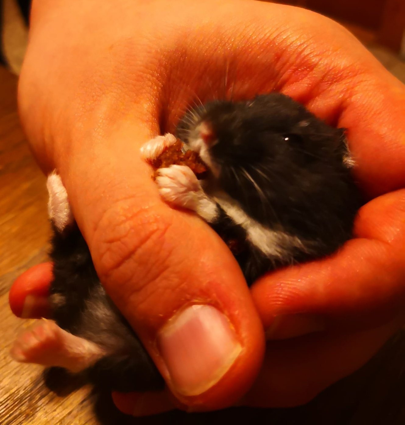 Baby Panda Bear Hamster