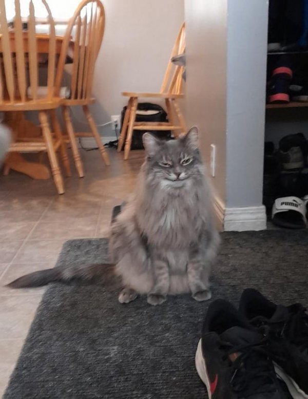 I think this cat is baked: - Democratic Underground Forums