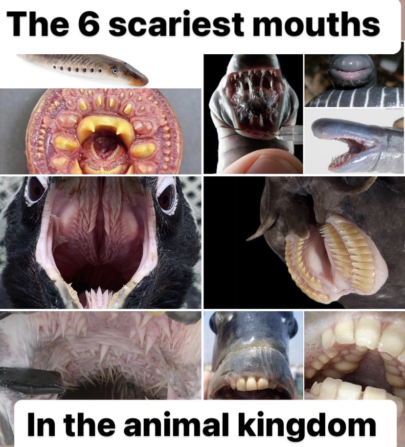 Scary Animal Mouth