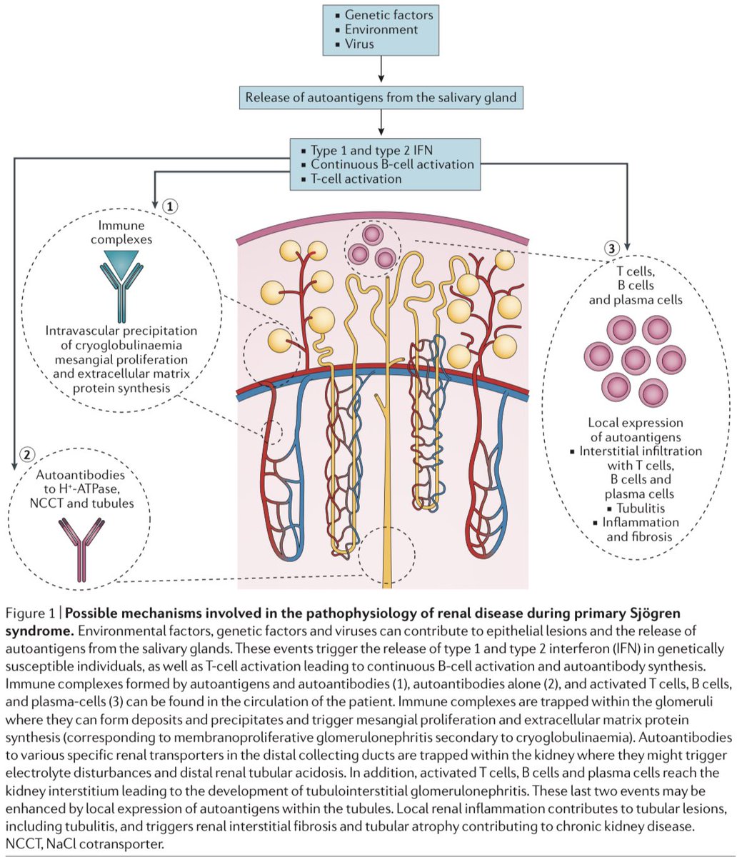 Mauricio Ambriz on Twitter: "Posibles mecanismos implicados en la fisiopatología de la ...