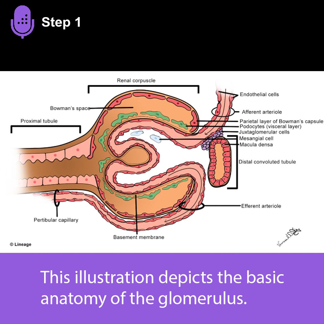 Glomerular Basement Membrane Layers