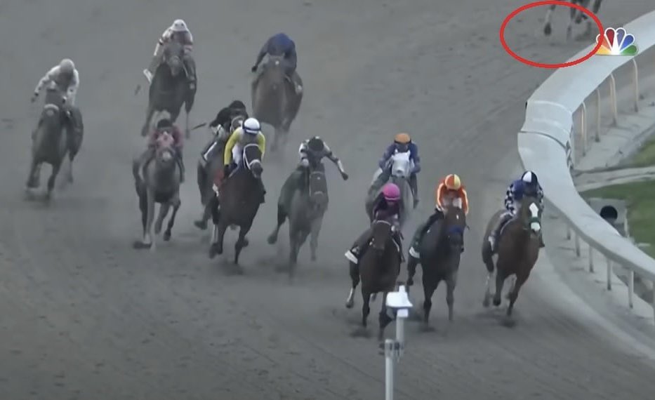 Ridin with Biden horse comes In last place at 2023 Pegasus World Cup at ...