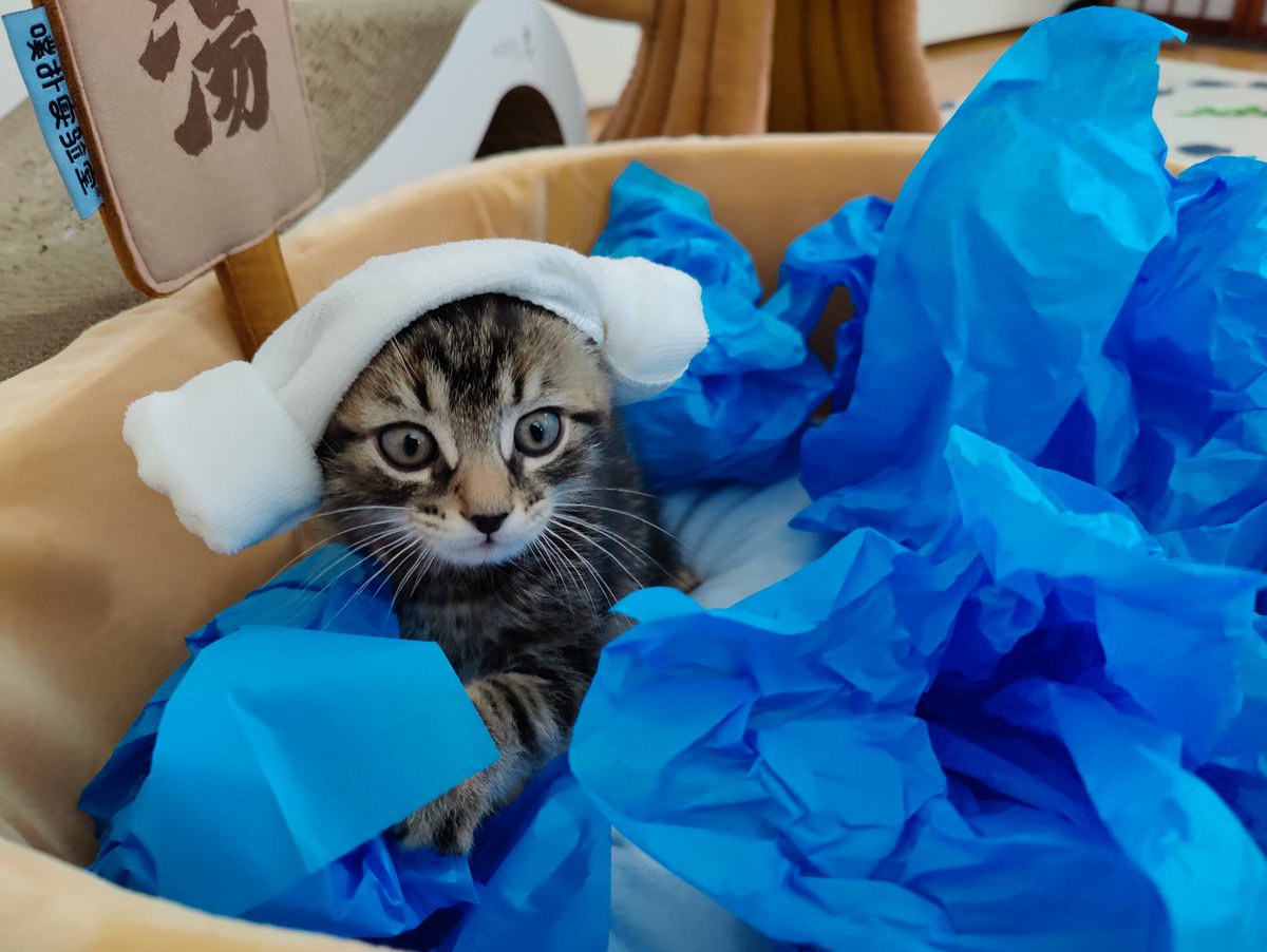 Kitten Academy (@kitten_academy) / Posts / X