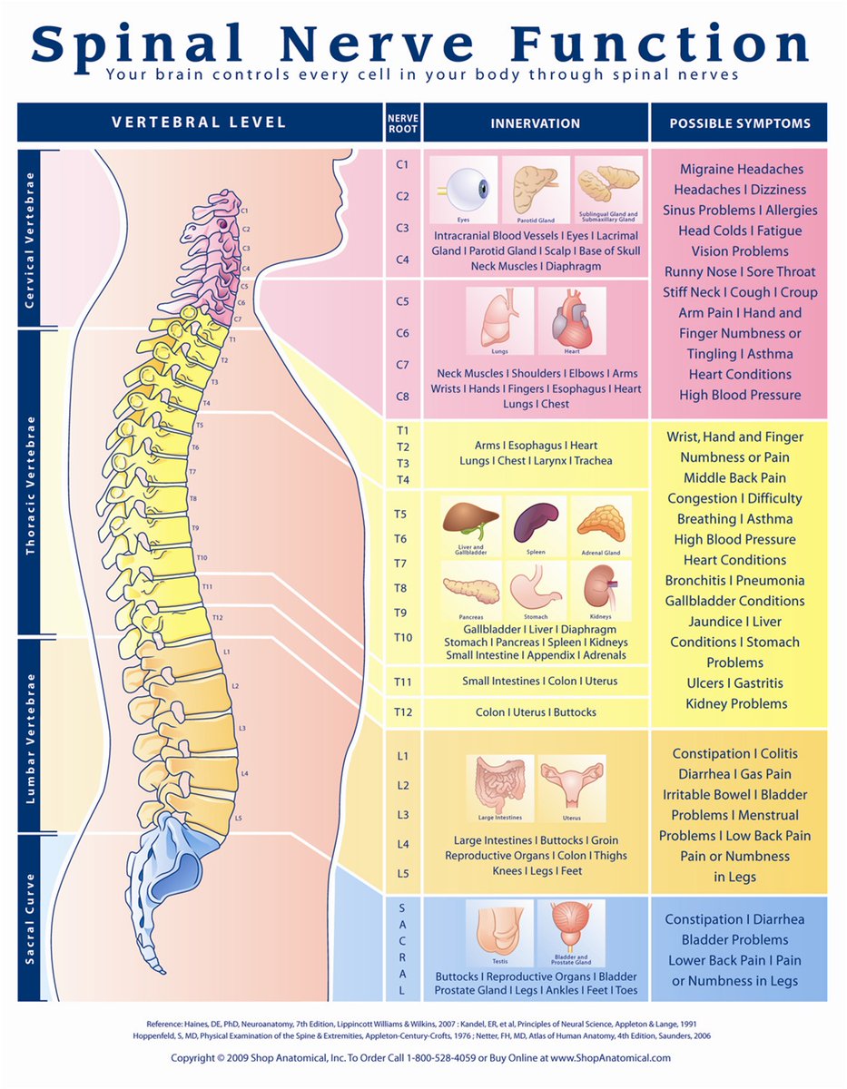 Spinal Nerves Diagram