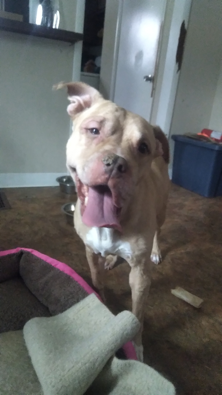 Pound Hounds ResQ on Twitter: "Pound Hounds pulled ISIS. You can abide ...