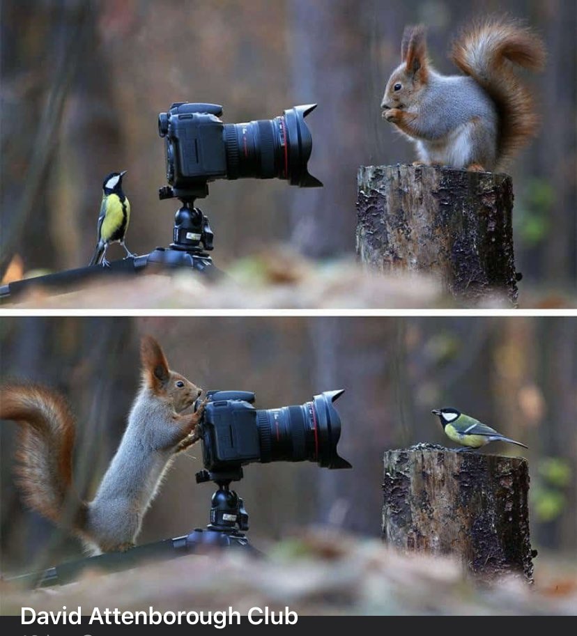 Lorraine (Lorenne) Hétu Manifold 🇨🇦🇦🇺🇭🇺🇧🇪 on Twitter: "Photographer Vadim Trunov has had close ...