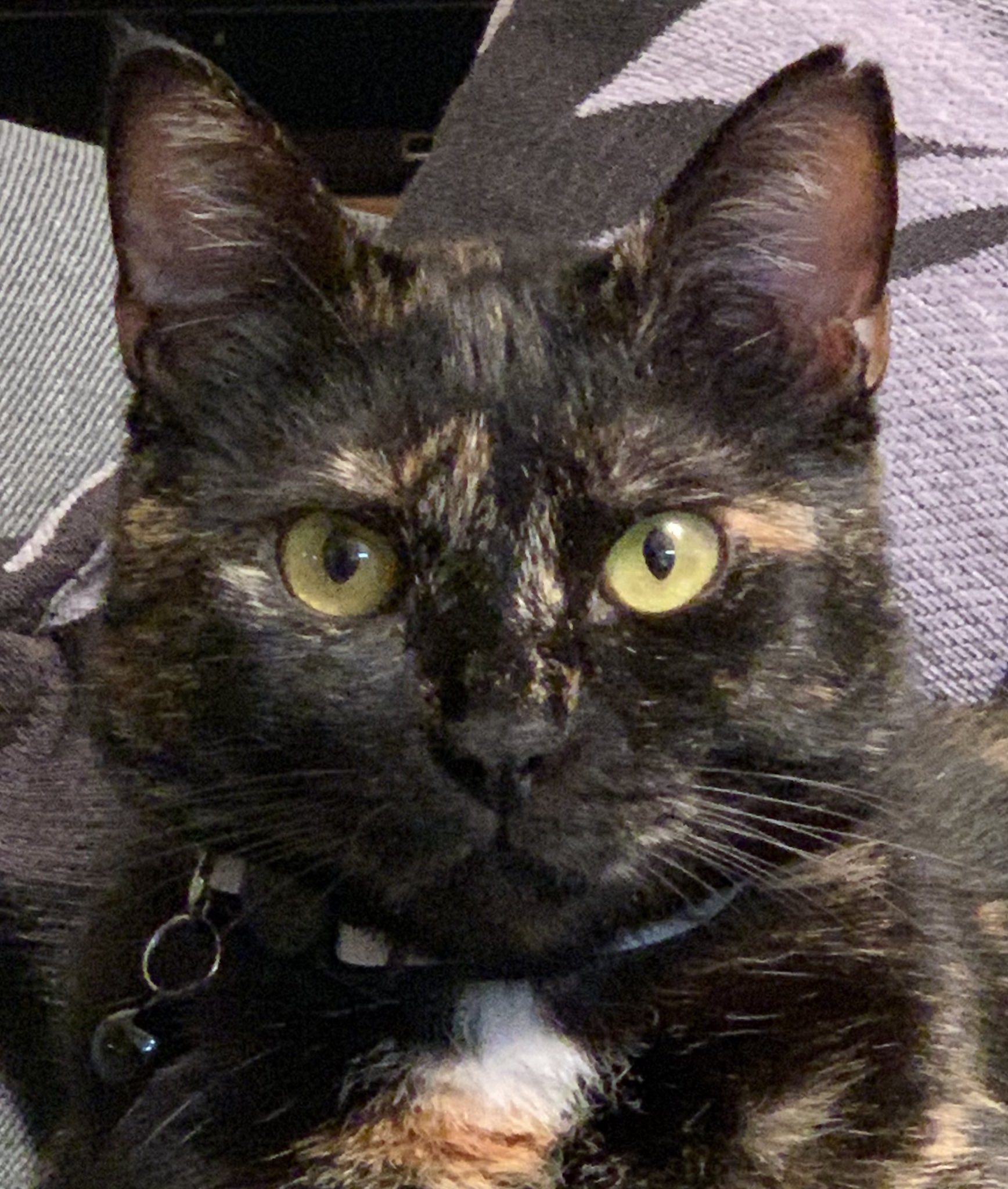 Tan Tortie Cat
