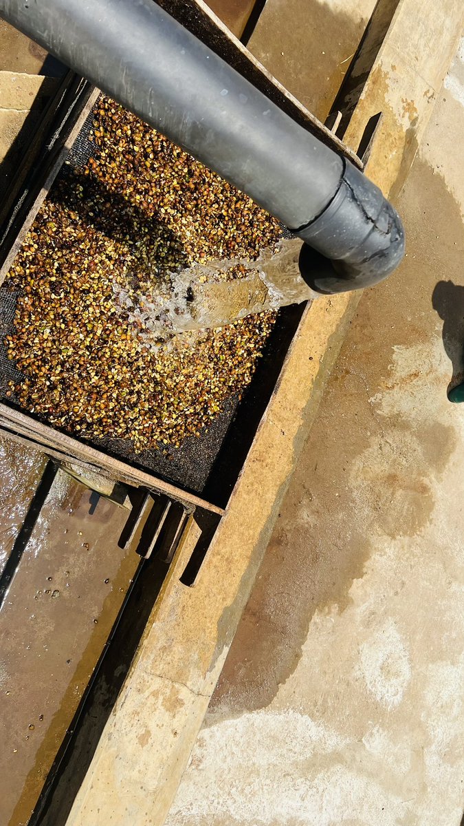 Yesterday I visited Karenge Coffee Washing Station with ...