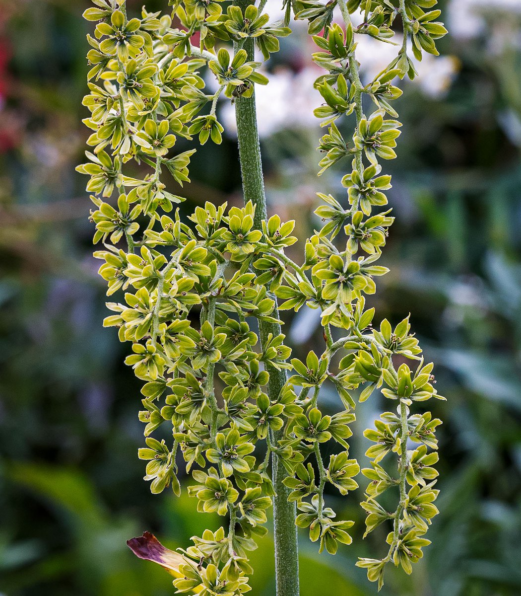 Mushroom forms-first step to fungi identification | Image Wildlife...