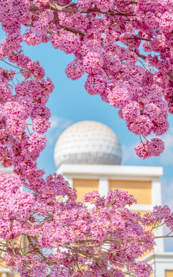 Flowering pink trumpet trees lavishly adorn the city of Mengzi in ...
