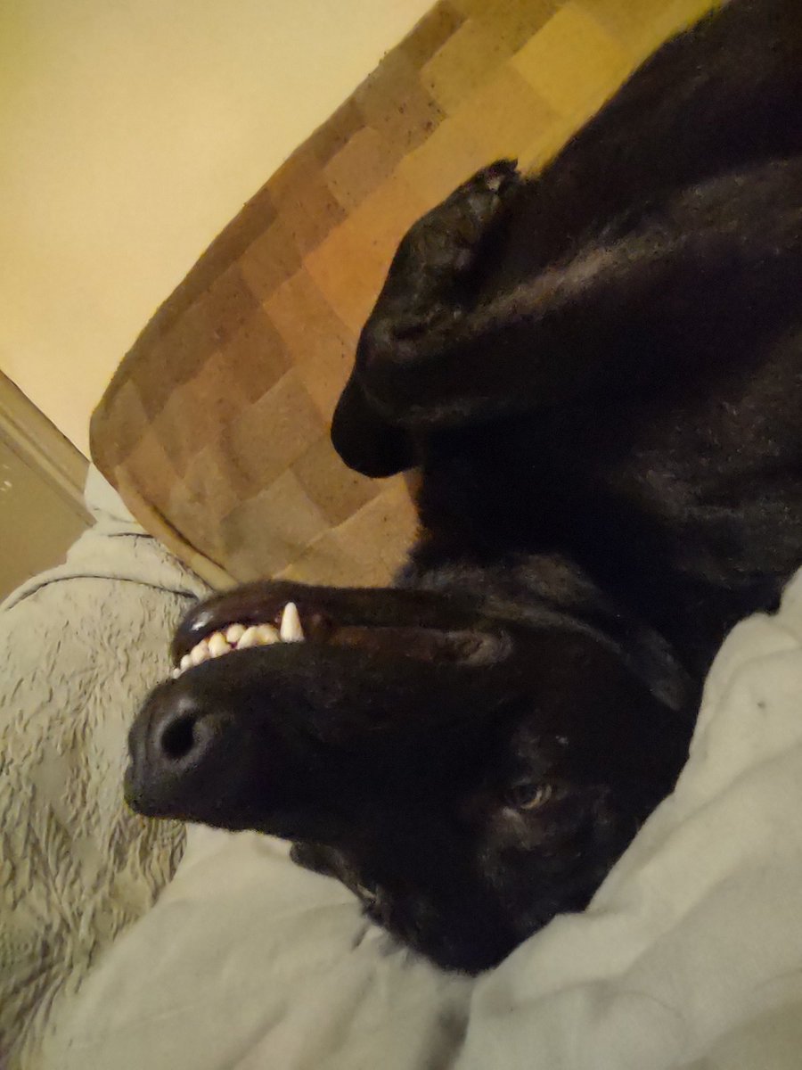 Ernest Bevin : Labour’s Churchill by Andrew Adonis – Gutter Bookshop