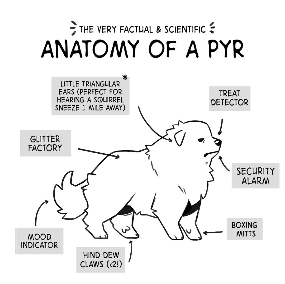 「THE PYR REVIEW 🐻‍ ️ - the (very factual & scientific) anat」lacey ...