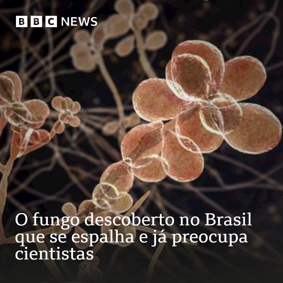 São milhares de casos de infecção pelo fungo Sporothrix brasiliensis no ...