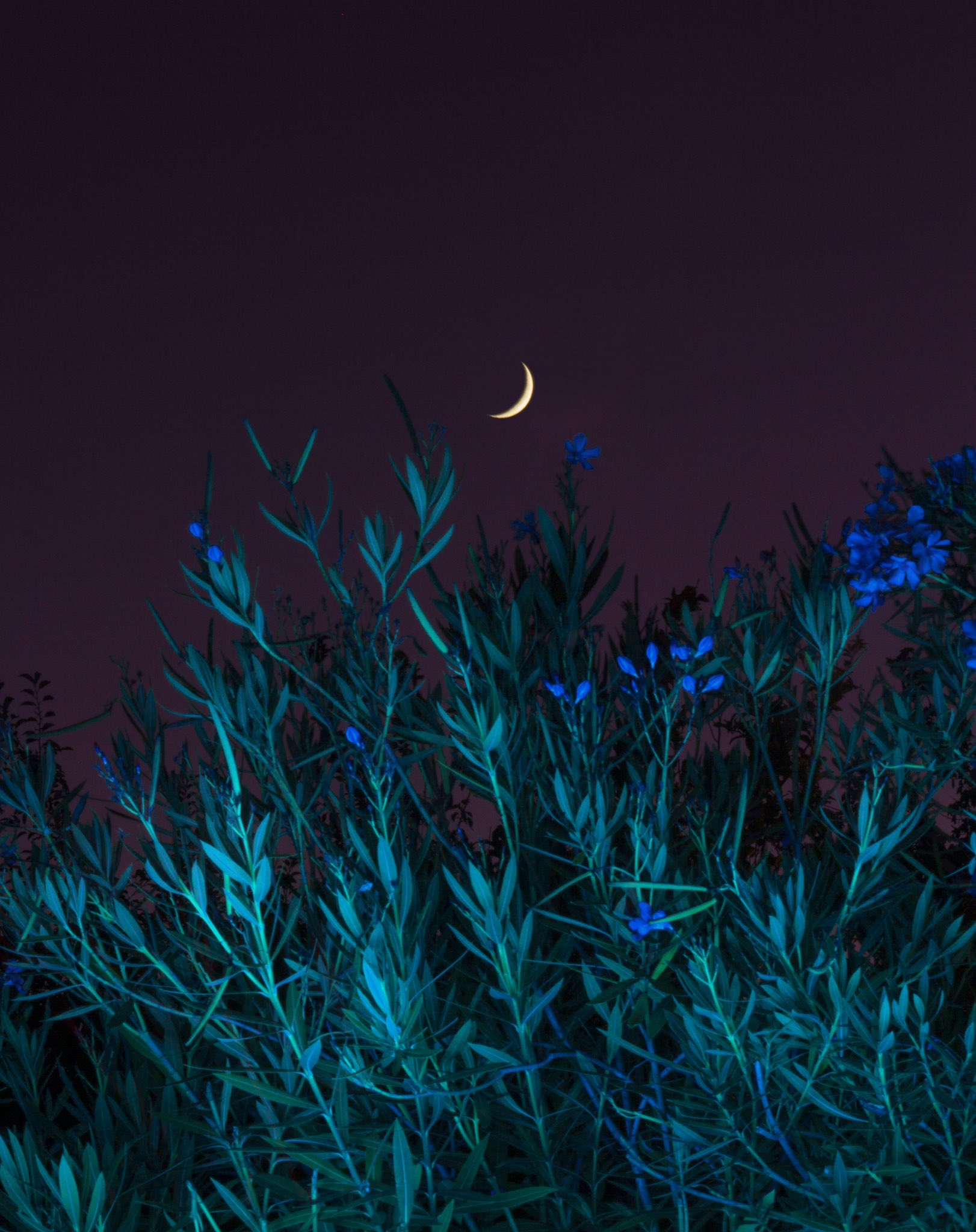 jacob on Twitter: "some beautiful things my camera has seen https://t.co/AQB8hFsblV" / Twitter