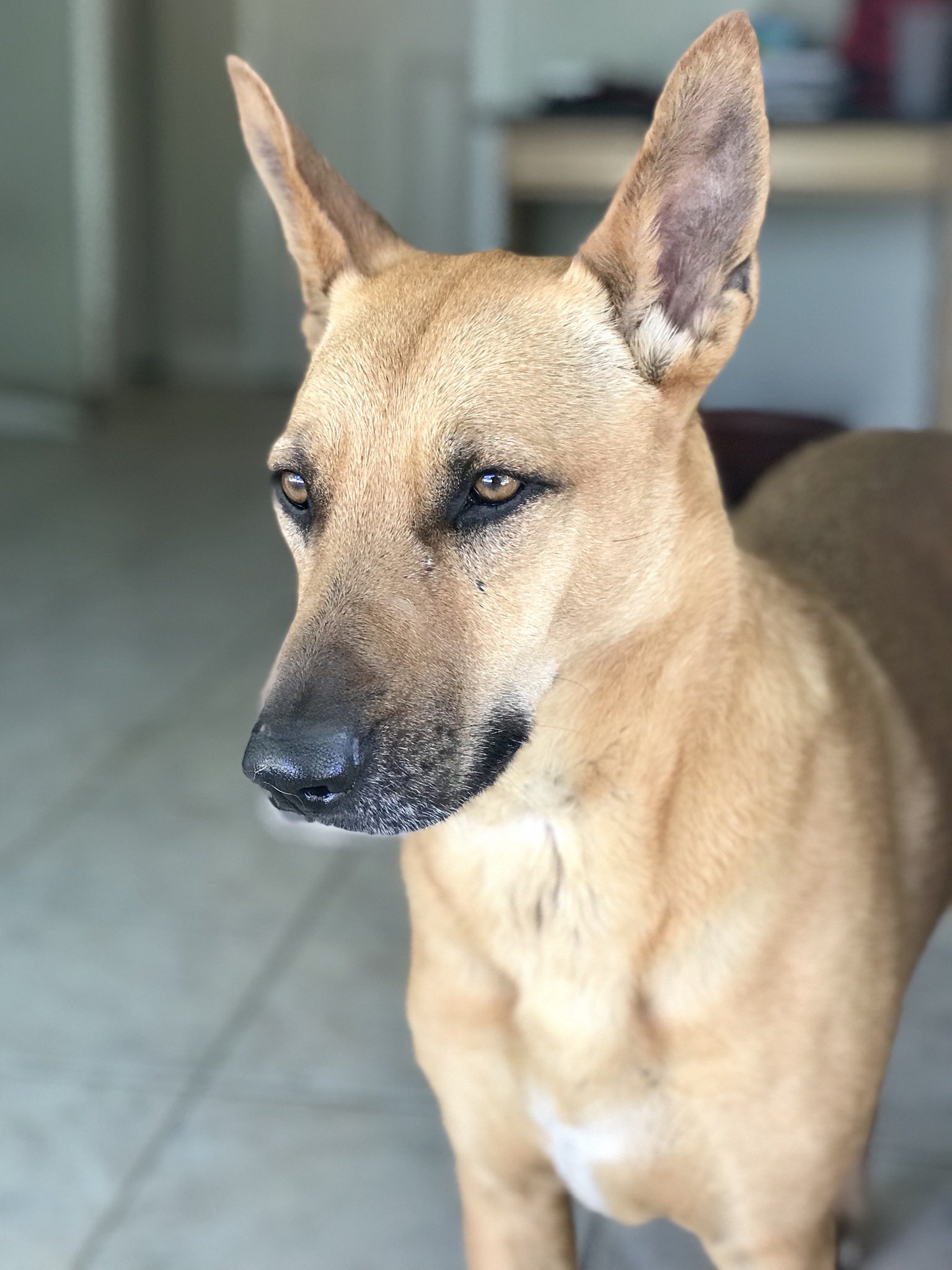 Belgian Shepherd Pitbull Mix