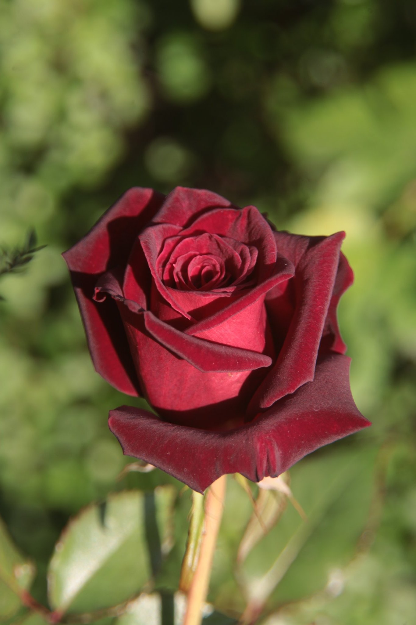 Salon de SM on Twitter: "RT @gontanokoneroku: Happy Valentine's day 😊 https://t.co/zaRkGP5CMo ...