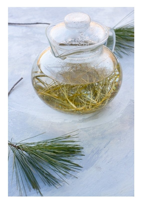 Pine needle tea, useful anti-spike supplement or scam? And is vax ...
