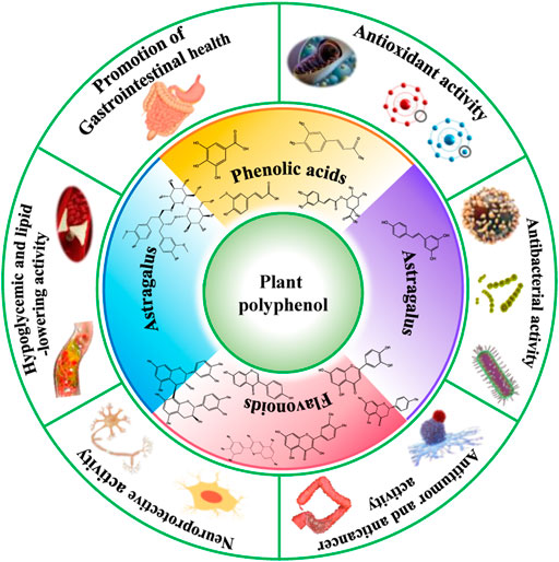 There are 8,000+ different types of polyphenols. Here's what they are ...