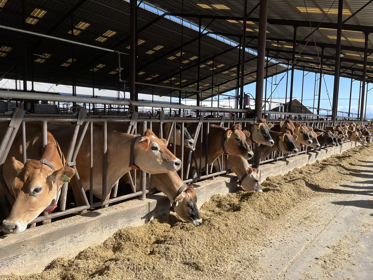 Progressive Dairy Operators on Twitter: "Day 2- stop 1. County Line. 1050 cow Jersey herd ...