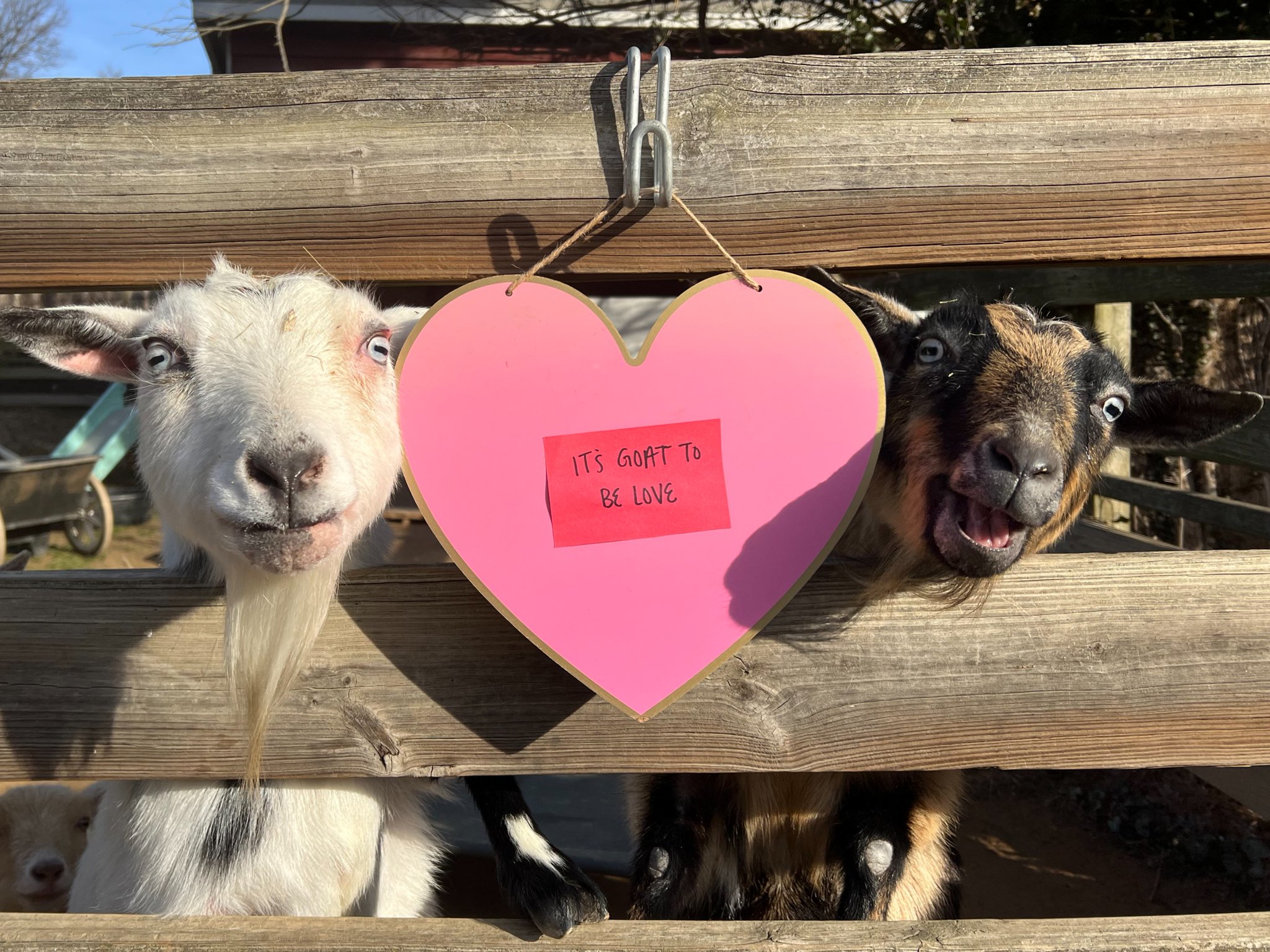 Goat Valentine Memes