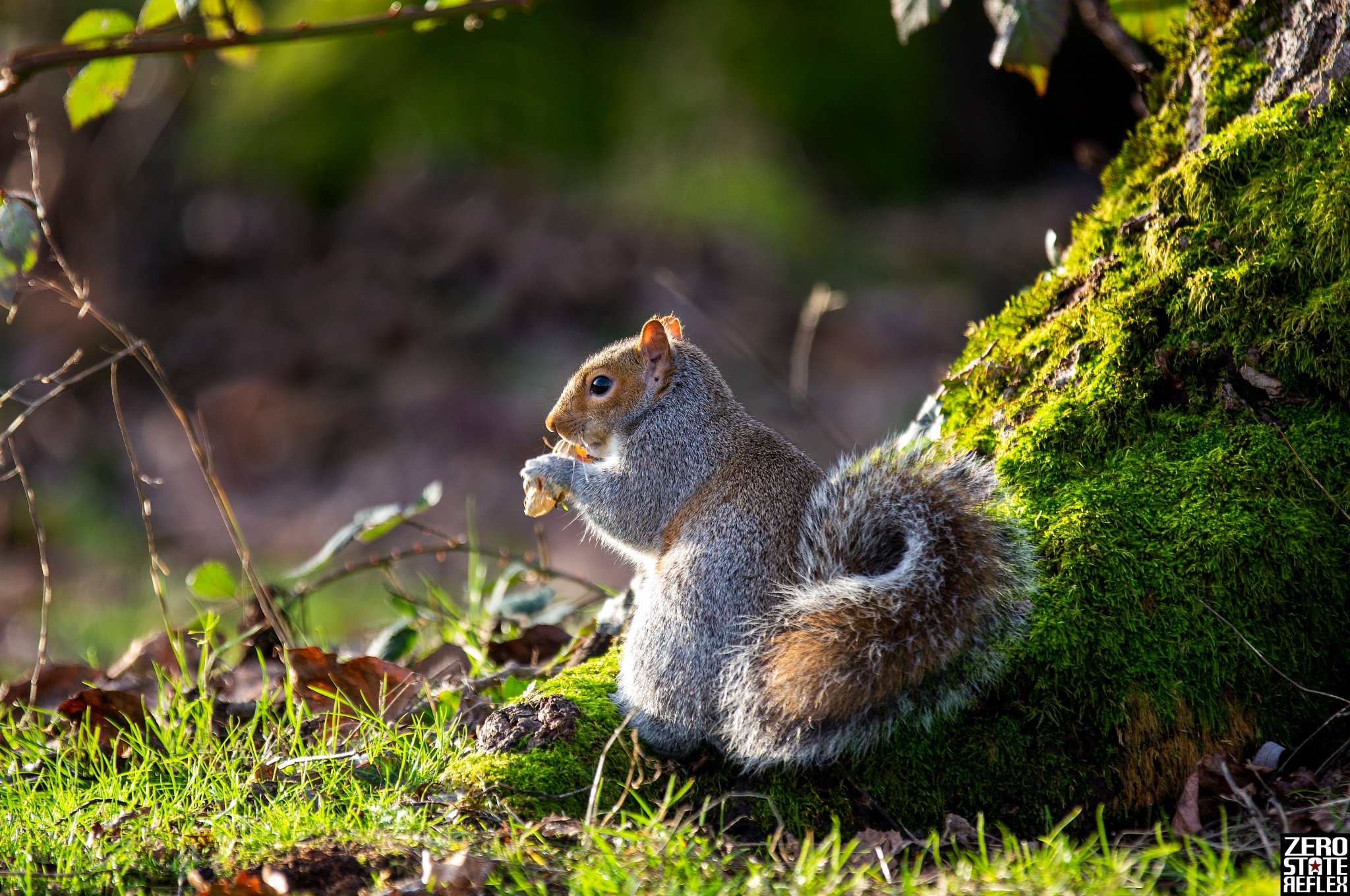 Zero State Reflex on Twitter: "The o'l ground pigeon buddy, Mathews Beach, Seattle #squirrel # ...