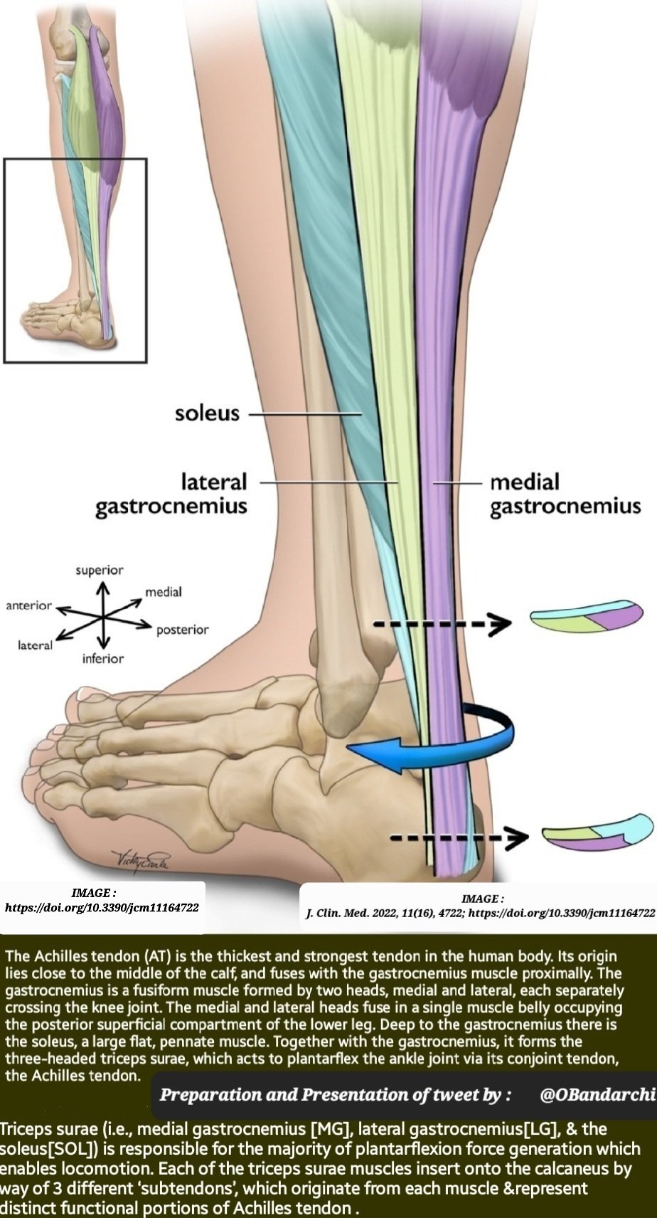 Gastrocnemius Tendon