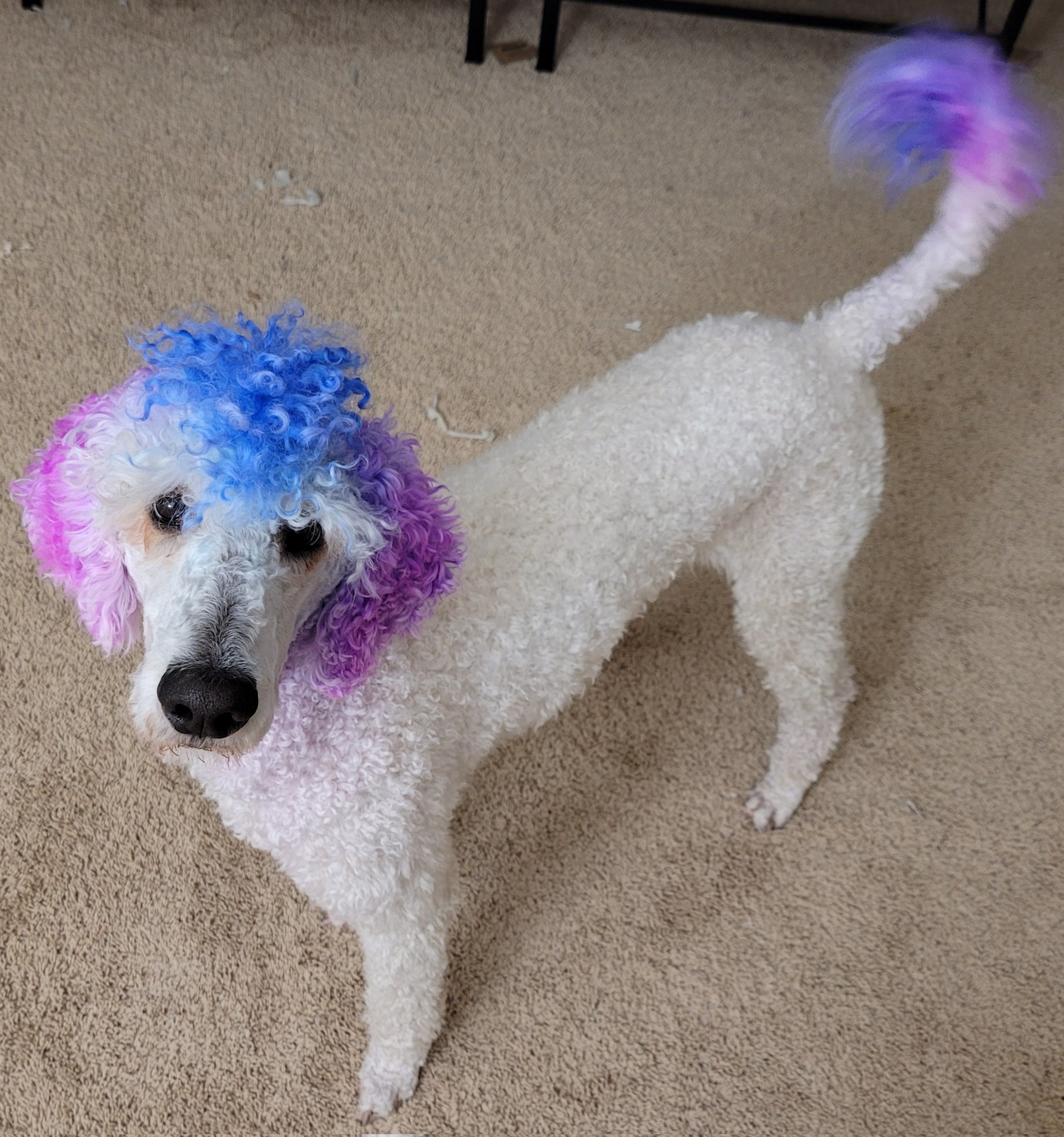 Blue Dyed Standard Poodle