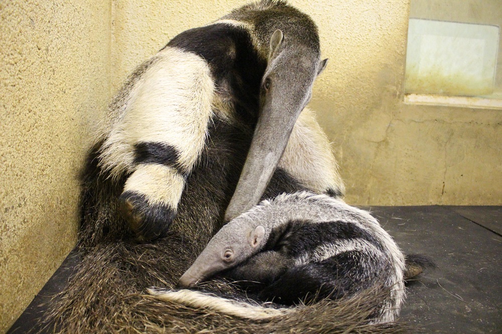 静岡市立日本平動物園 on Twitter: "【動物】「オオアリクイの赤ちゃん(♂)」の名付け親大募集‼ https://t.co/di3Jj2FUGt #日本平動物園 #オオアリクイ ...