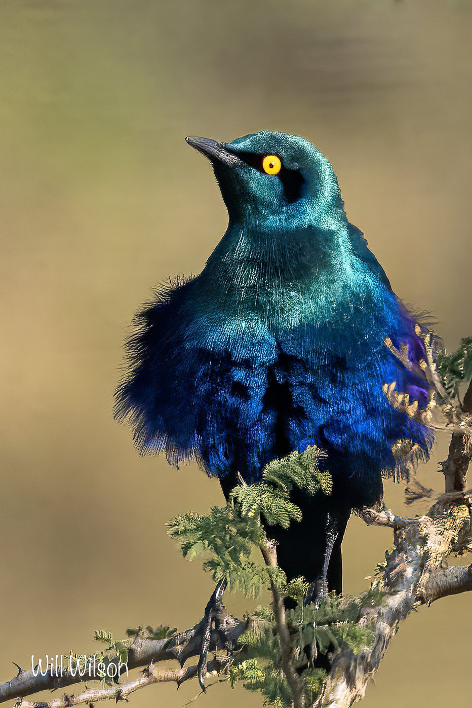 “Greater Blue-Eared Starling: The Bird With a Metallic Glow and an ...