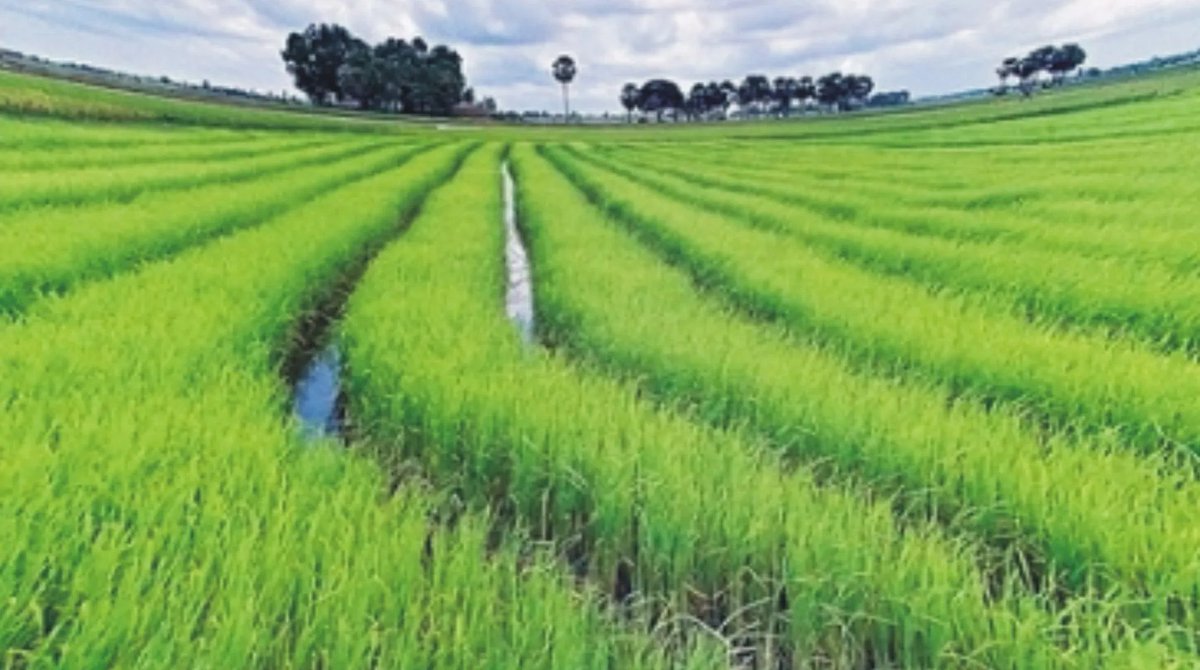 Five reason why Nigeria is the largest producer of rice in Africa . # ...