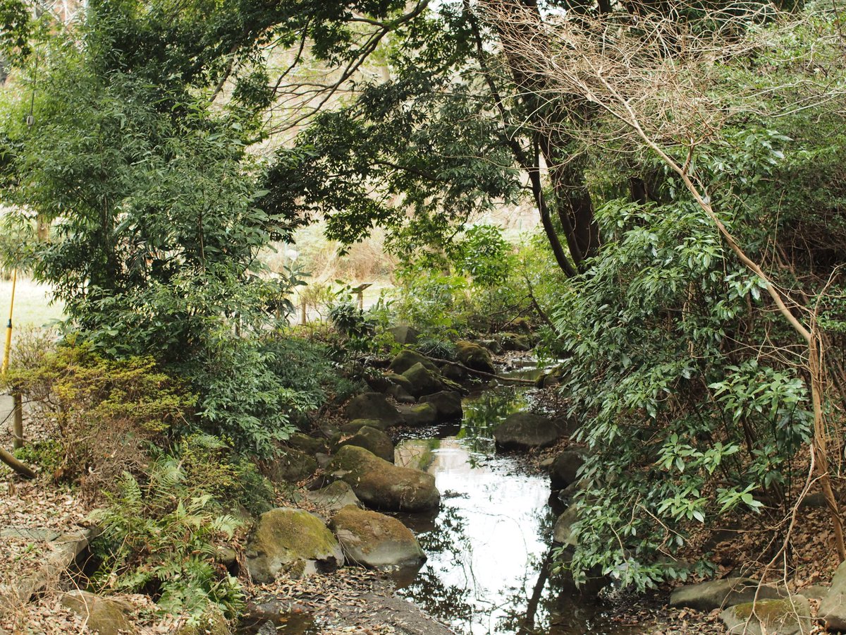 太田 雅之 on Twitter: "こんばんは。 YASHICA ML 28㎜F2.8(C/Y-M4/3)を購入して、撮影。 描写、凄い～🎵 #オールドレンズ #YASHICA ML 28 ...