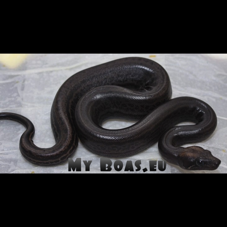 Aztec Snake Vs Leopard