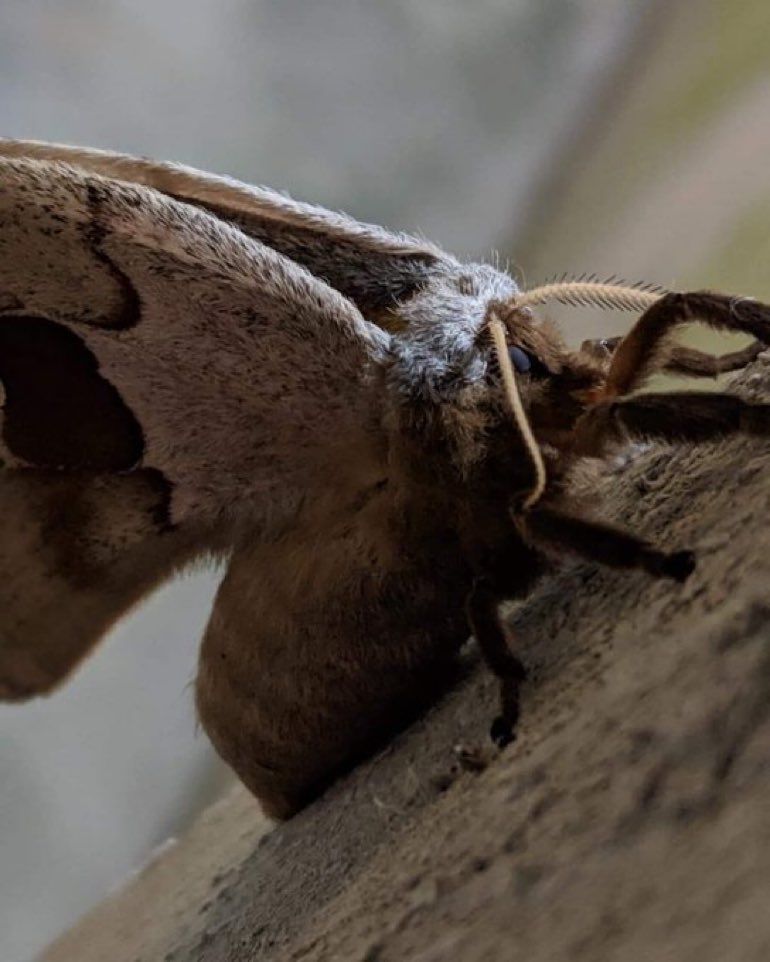 Daily Moths on Twitter: