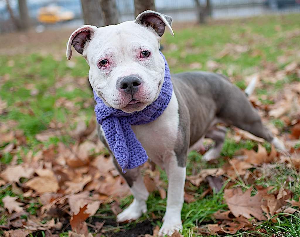 David M. Watson☮ on Twitter: "RT @MyBoxerLuvMac1: 💕Ruby💕 #NYCACC #161171 6yr ️Relisted TBK: 2/4💉 ...