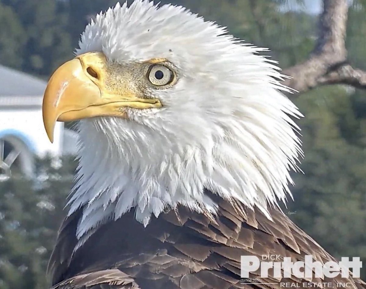SWFL Eagle Cam On Twitter Harriet Was Not Seen Today M Brought A swfl-eagle-cam-on-twitter-harriet-was-not-seen-today-m-brought-a