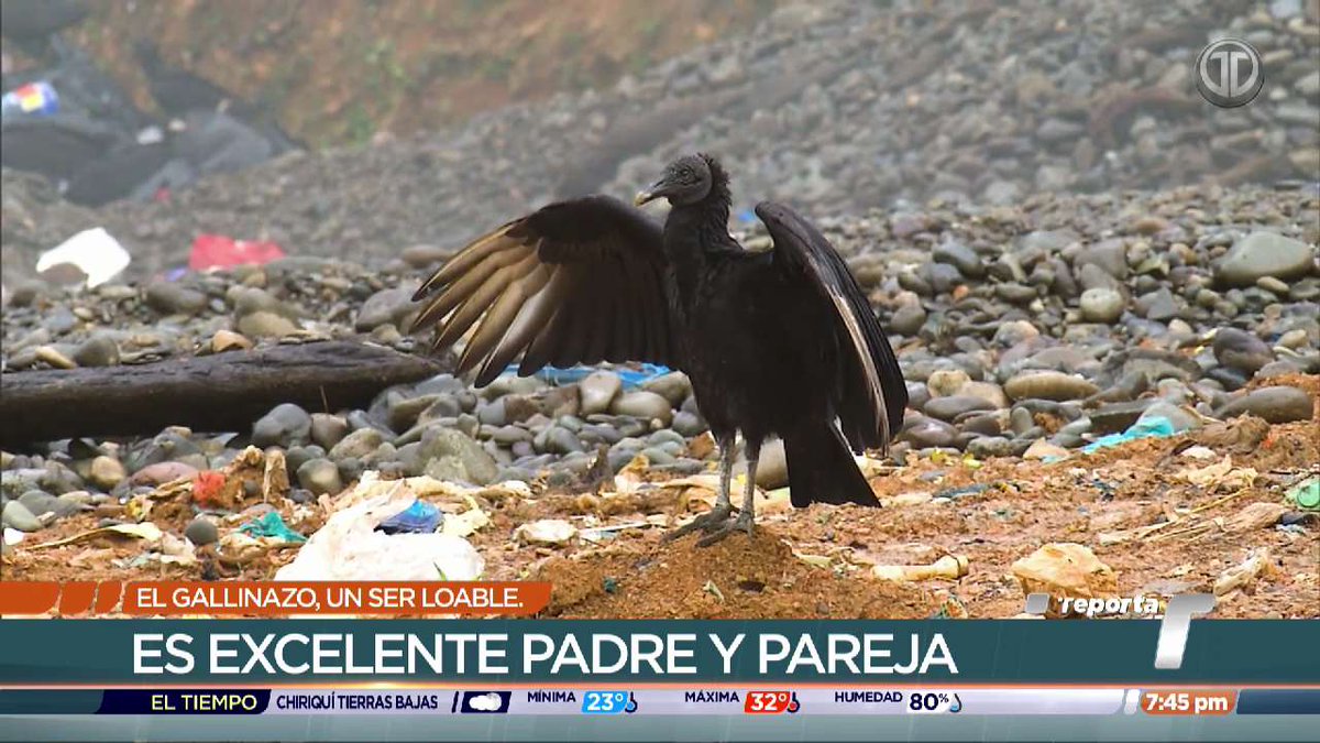 El gallinazo o gallote se alimenta de carroña y ayuda a degradar de ...