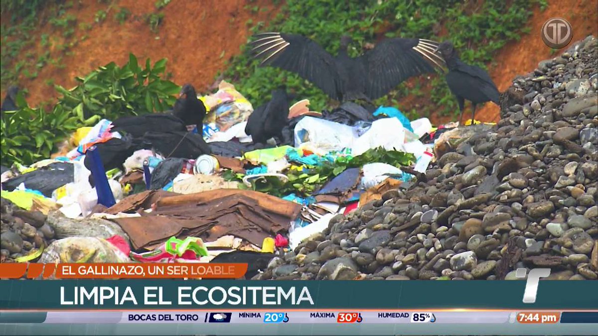 El gallinazo o gallote se alimenta de carroña y ayuda a degradar de ...