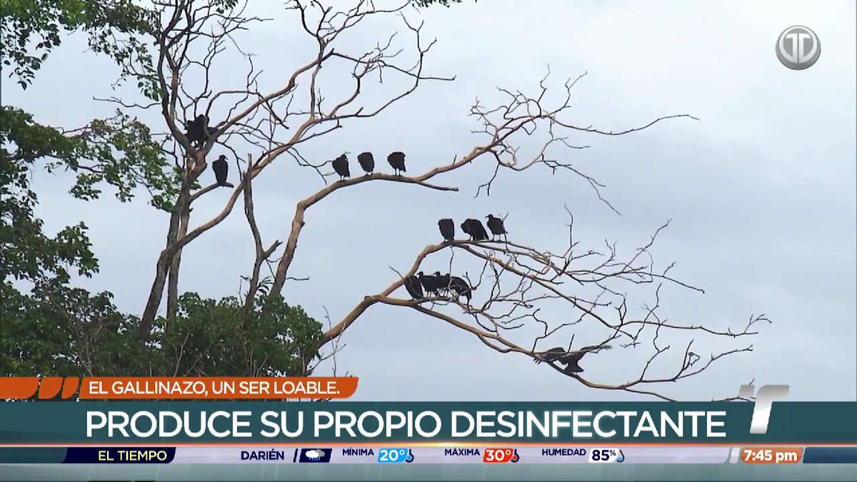 El gallinazo o gallote se alimenta de carroña y ayuda a degradar de ...