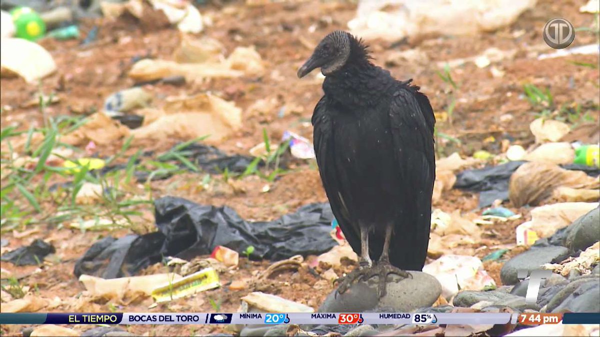 El gallinazo o gallote se alimenta de carroña y ayuda a degradar de ...