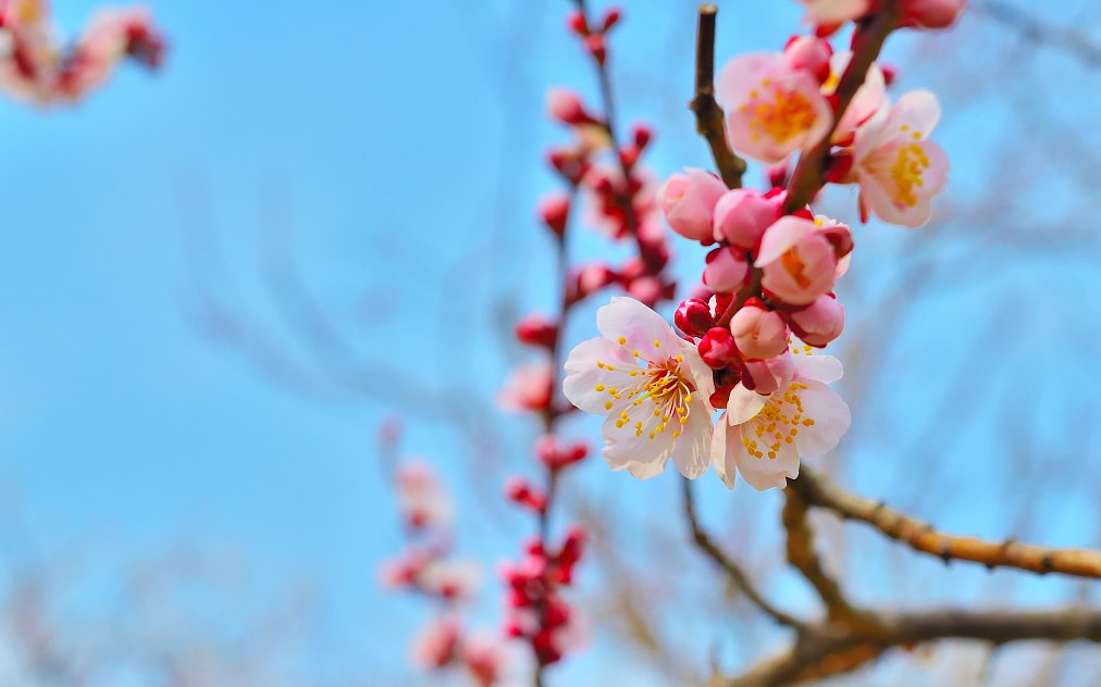 Start of Spring lifts the curtain of spring. After that everything ...