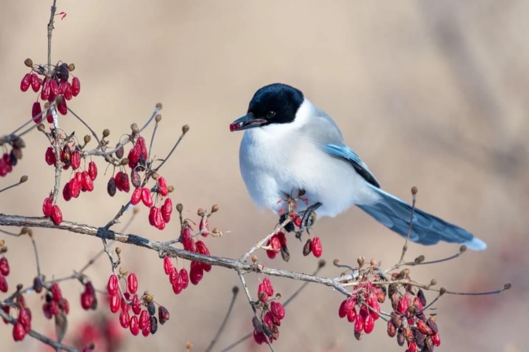 스텔라 전용 촉수뭉치 H-Modeler on Twitter: "RT @nxz_dxv: