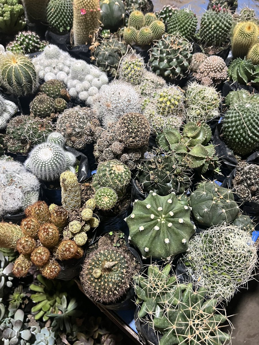 M 🦊🐶🐥💎🧛 on Twitter: "RT @bini_aiah: Went out to buy some plants today. Seeing so much plants ...