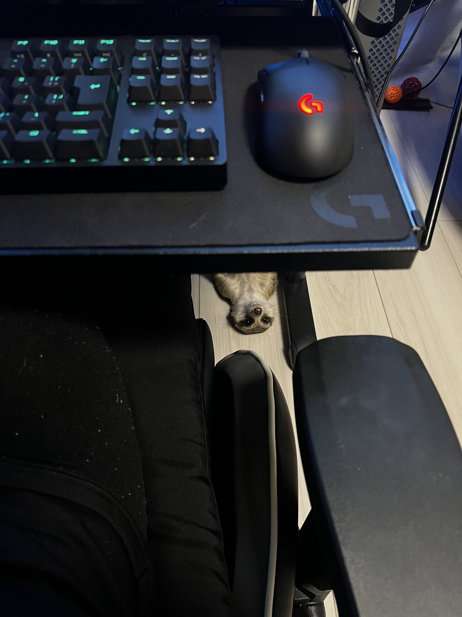 RaMu@配信者ハイパーゲーム大会出る on Twitter: "なん、、、こいつ、、、 https://t.co/zZzdJejKUc" / Twitter