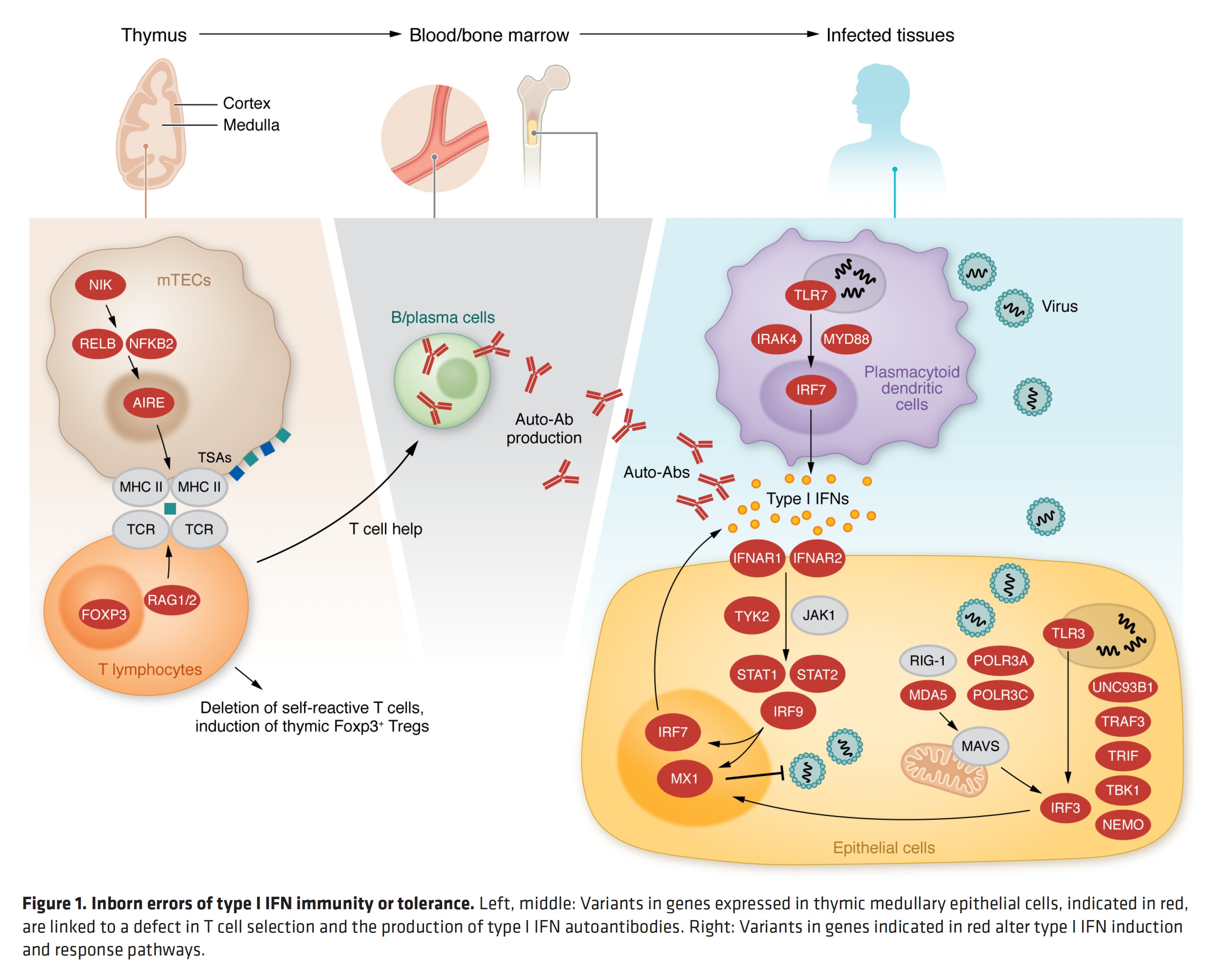 Eric Topol On Twitter Rare Genetic Disorders In The Interferon