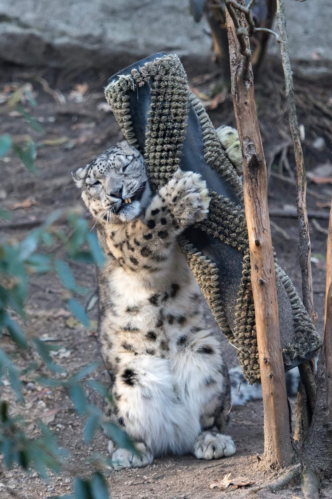 Snow Leopard Standing On Hind Legs